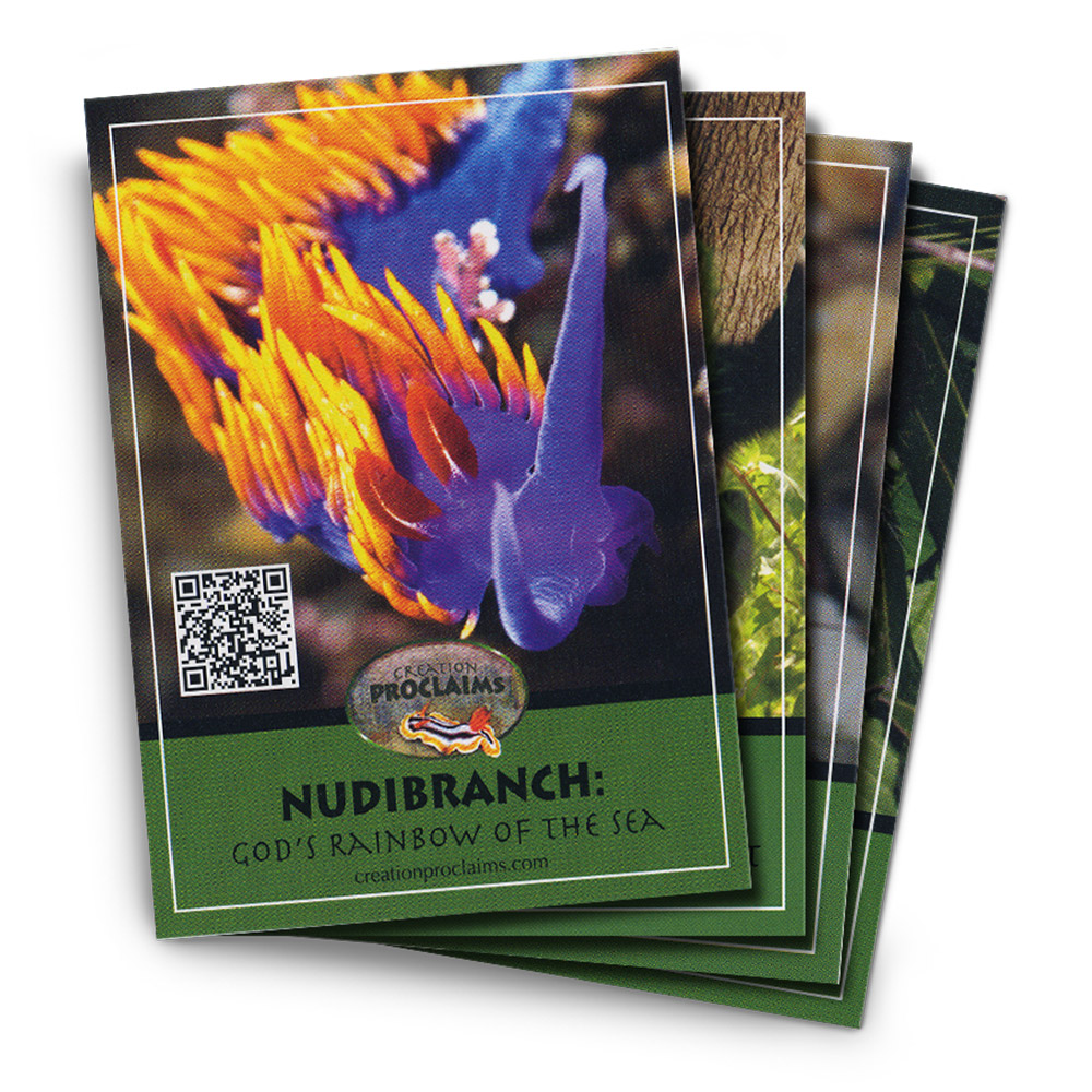IBLP Online Store: Creation Proclaims Cards